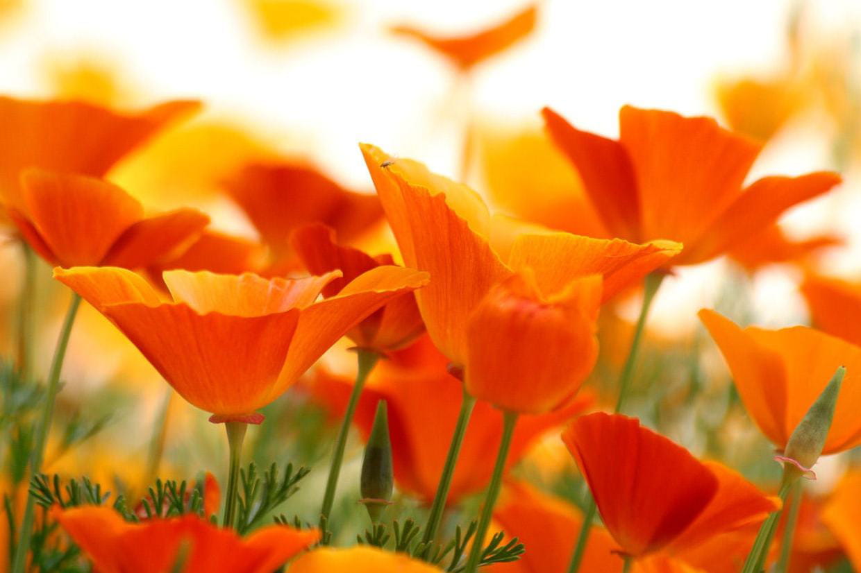 Fond d'écran gratuit : choisissez votre wallpaper parmi nos sélections